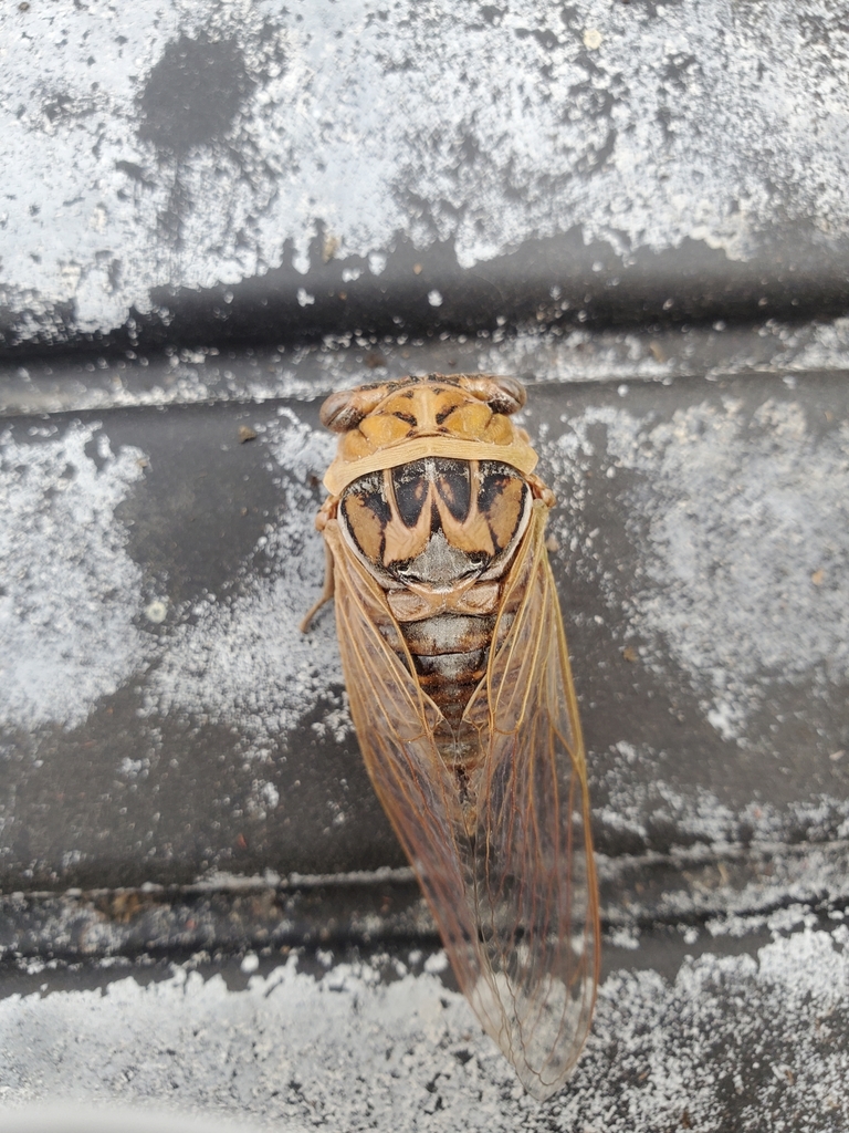 Walker's Annual Cicada from Airport Drive, MO, USA on December 28, 2021 ...
