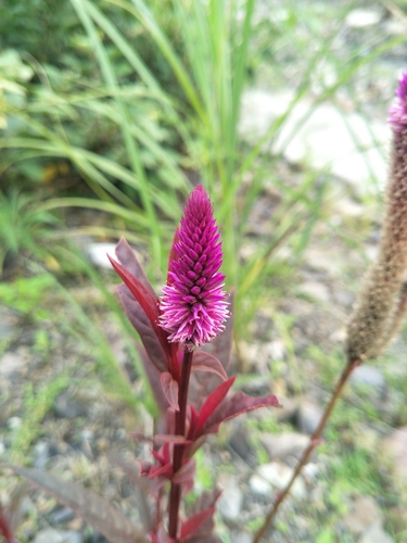 Quail Grass (Celosia argentea) · iNaturalist.org