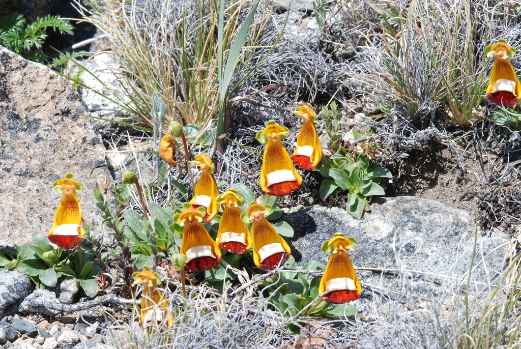 Darwin's Slipper from Lago Argentino, Santa Cruz, Argentina on November ...