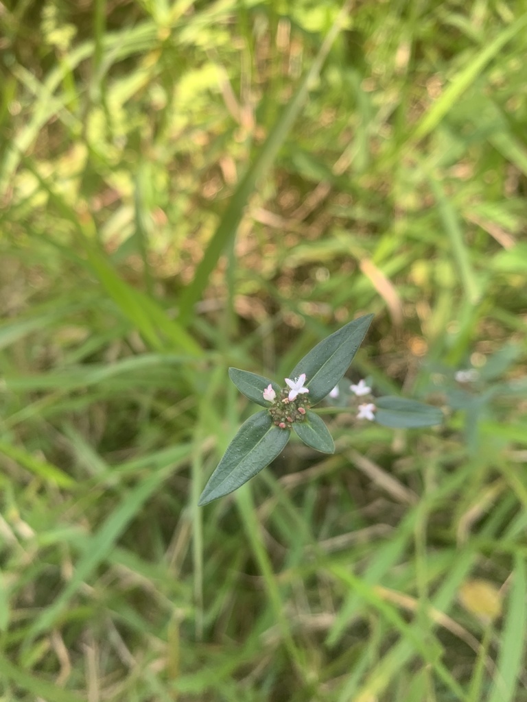 Woodland false buttonweed from Little Manatee River State Park, Sun ...
