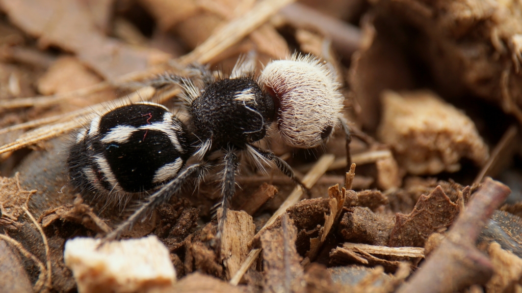 Panda Ant from Quilimanzano, Nueva Imperial, Araucanía, Chile on ...