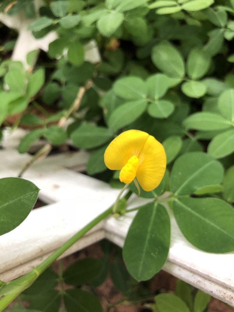 Wild Peanut from 香港翠欣街, , 香港, HK on May 4, 2018 at 12:15 PM by ericchan ...