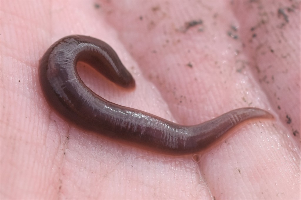 Erpobdella punctata from Hawkins County, TN, USA on December 28, 2021 ...