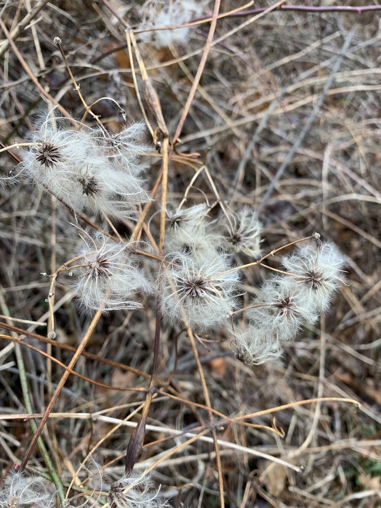 virgin's-bower in December 2021 by Kyle Klotz · iNaturalist