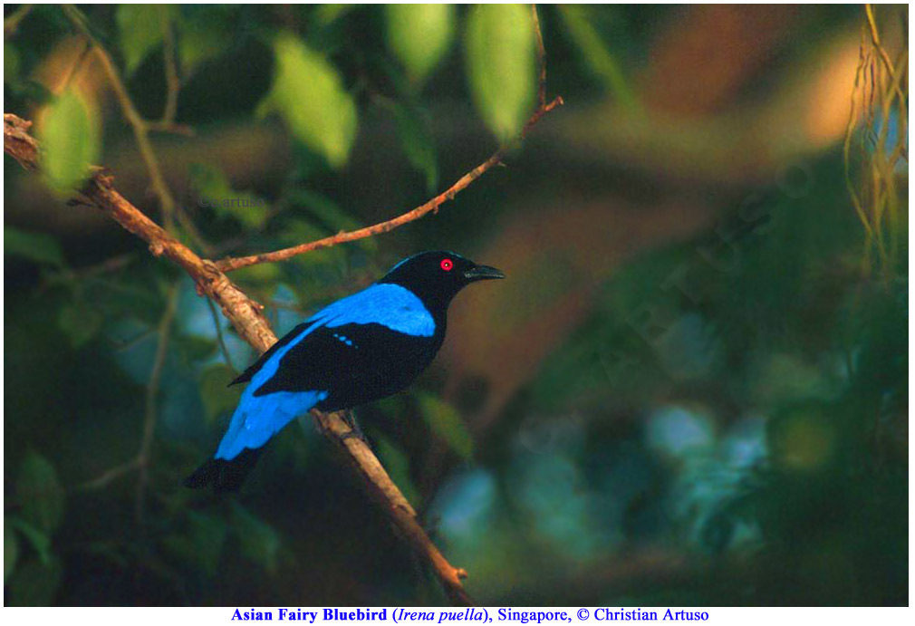 Asian Fairy-bluebird from Bukit Timah Hill, Singapore on March 1, 2000 ...