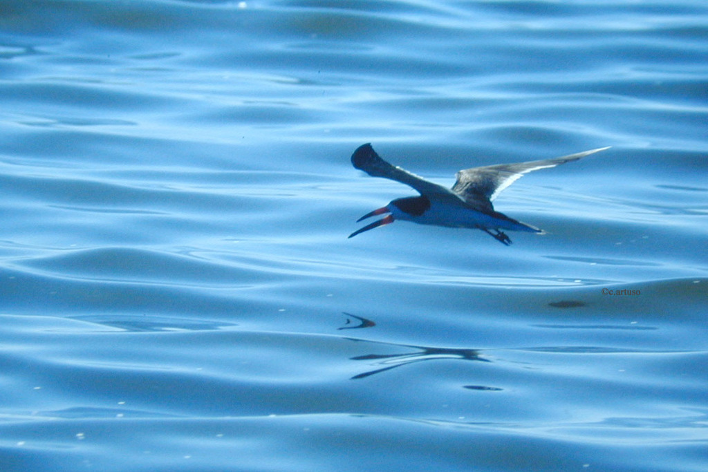 Black Skimmer from Salton Sea, California, USA on June 25, 2003 by ...