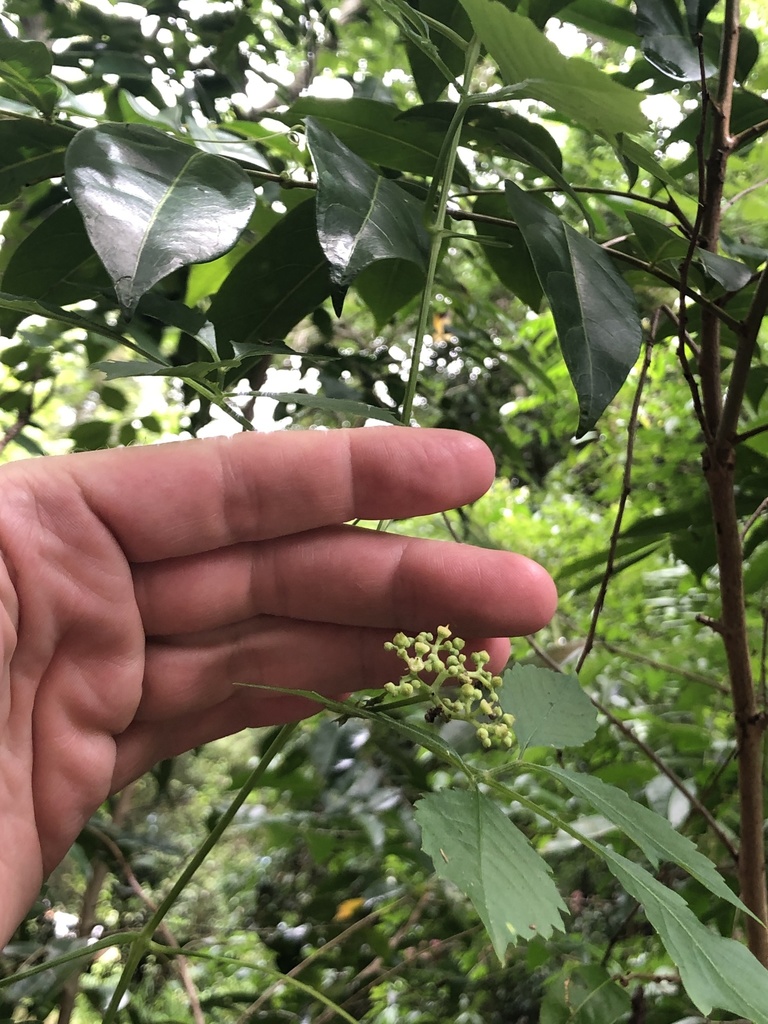 Slender Grape from Woodford, QLD, AU on December 27, 2021 at 11:56 AM ...