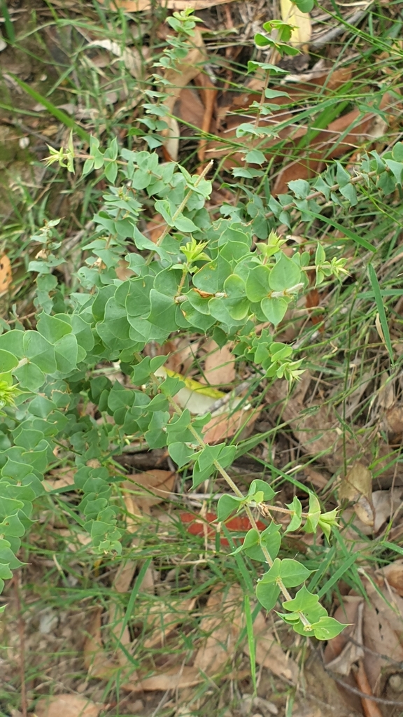 spiny bush-pea from Blackstone QLD 4304, Australia on December 29, 2021 ...