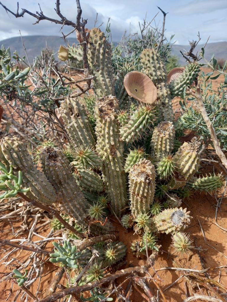 Wild Ghaap in December 2021 by jolandie3 · iNaturalist