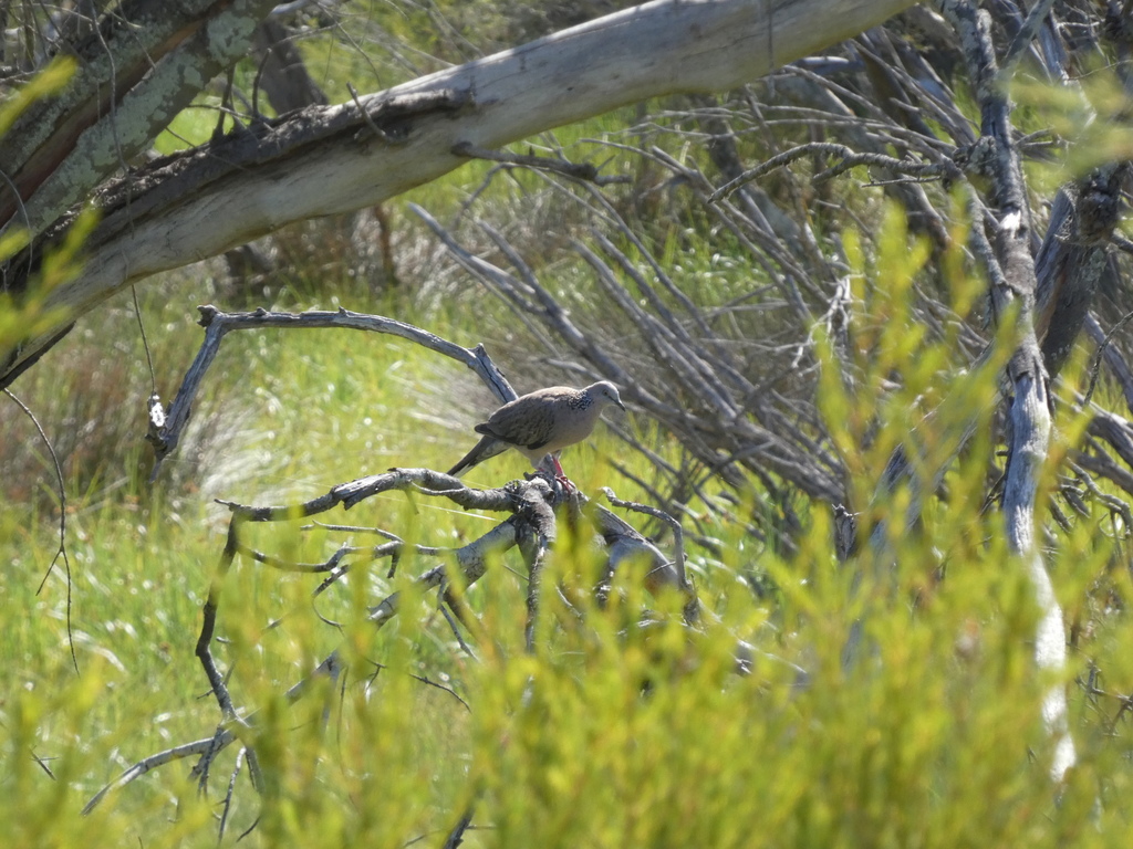 Spotted Dove from Perth WA, Australia on December 29, 2021 at 08:31 AM ...