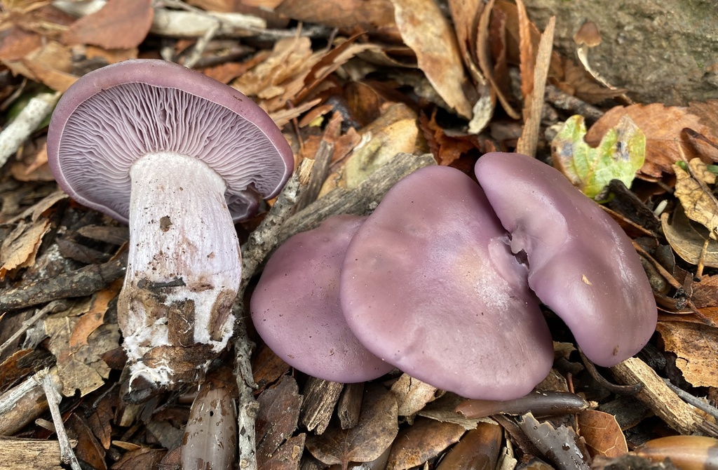 Blewit from St Joseph Ave, Los Altos, CA, US on December 28, 2021 at 11 ...