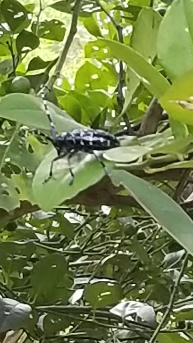 Anoplophora from Southern, HK on May 04, 2018 at 04:29 PM by joann ...