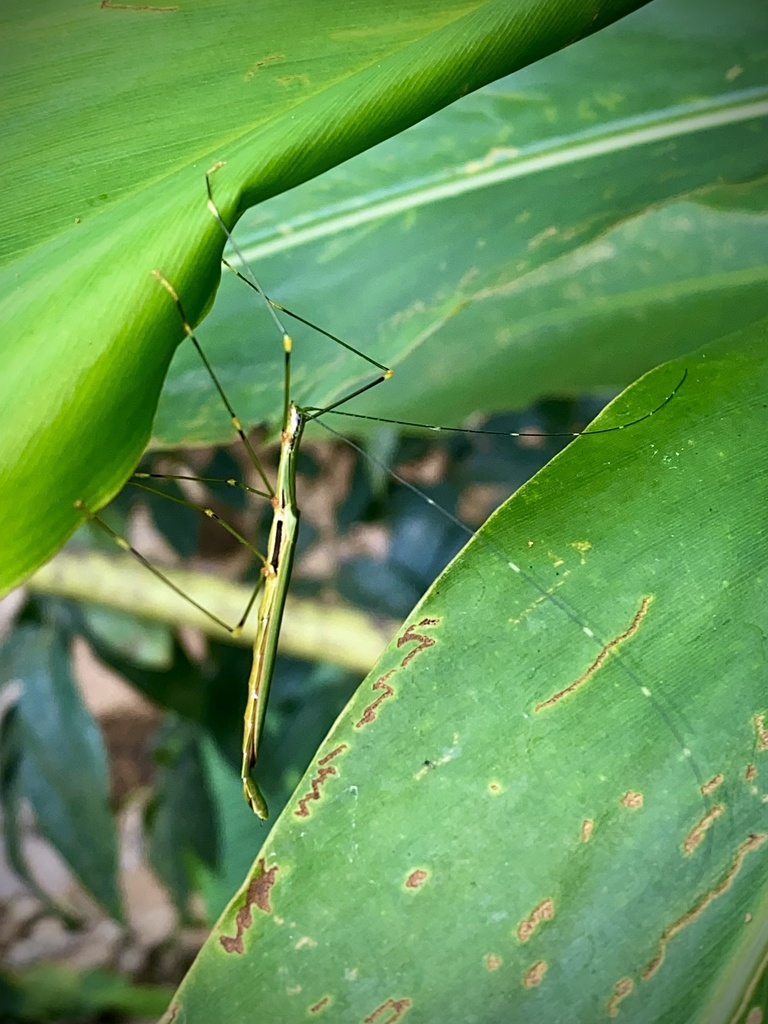 Stick Insects from Borneo, Ranau, Sabah, MY on December 29, 2021 at 12: ...