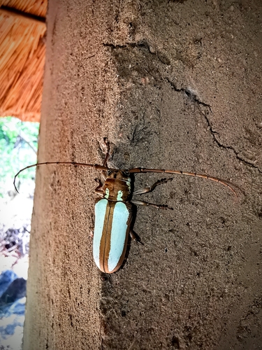 Subspecies Prosopocera lactator poggei · iNaturalist