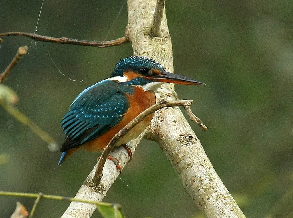 Common Kingfisher from Jaguli Grasslands, West Bengal, India on January ...