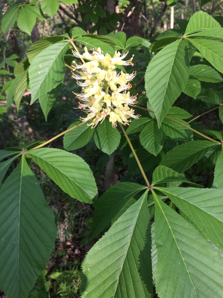 Ohio buckeye from 18815 Rhodes Ct, Clinton, IN, US on May 4, 2018 at 08 ...
