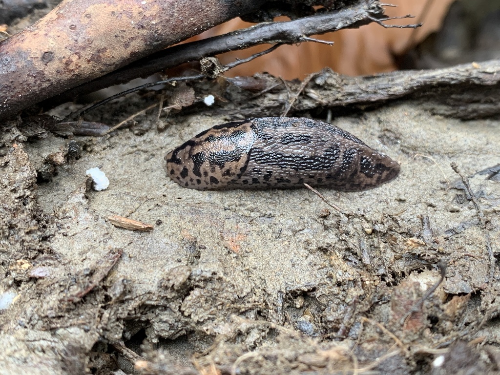 Leopard Slug from Peninsula Dr, Erie, PA, US on December 29, 2021 at 11 ...