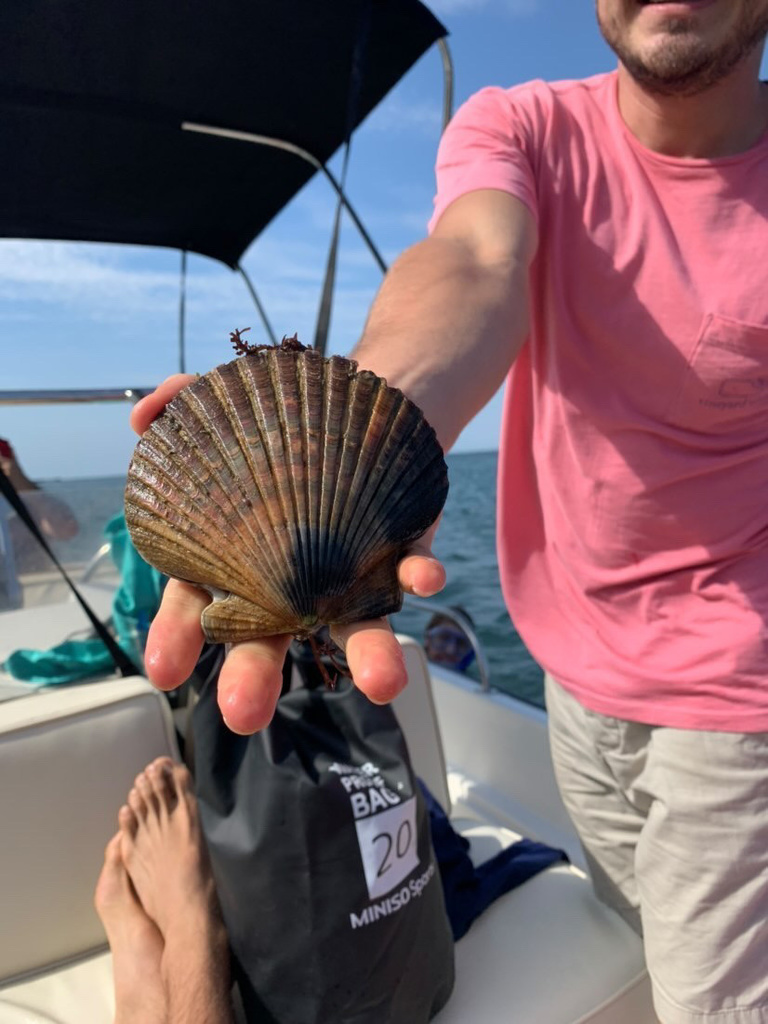 Purple Scallop from Caleta de Pescadores, Provincia Constitucional del ...