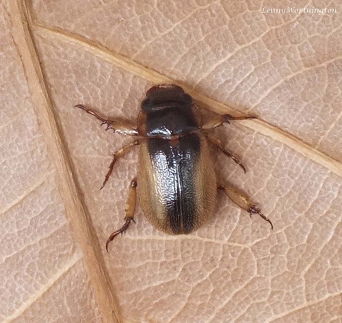 Adoretus stoliczkae · iNaturalist