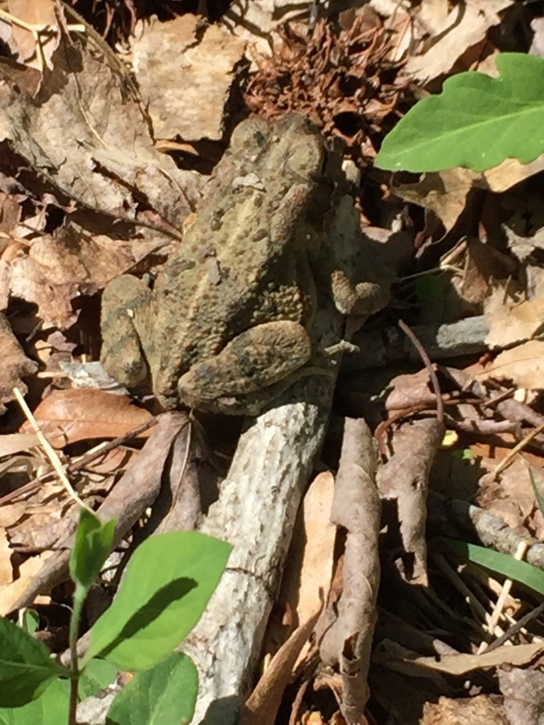 North American Toads from Newark, DE 19702, Newark, DE, US on May 03 ...