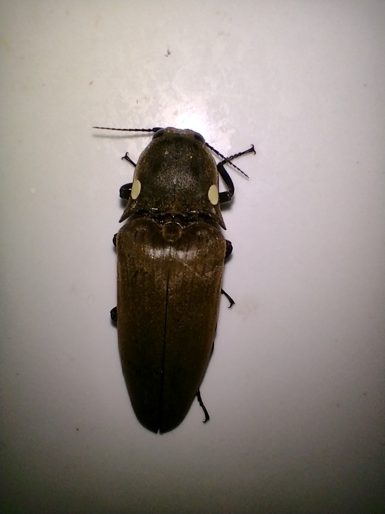 Fire Click Beetles from Quilombo on December 29, 2021 at 05:39 PM by ...