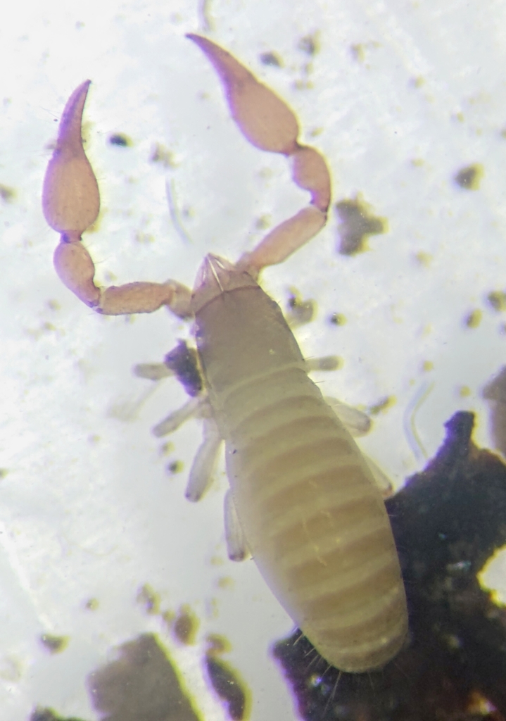 neobisiid pseudoscorpions in December 2021 by MaLisa Spring · iNaturalist