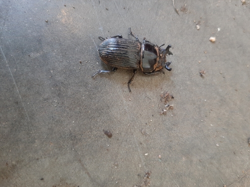 Nigidius amplicollis · iNaturalist