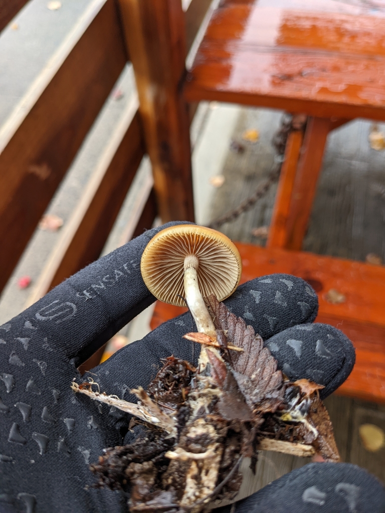 Psilocybe allenii in December 2021 by Desiree H · iNaturalist