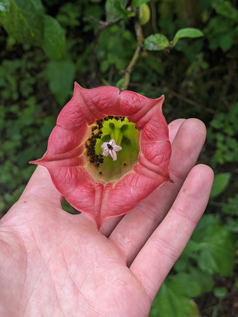 Red Angel's Trumpet from Quito, EC-PI, EC on December 29, 2021 at 02:39 ...
