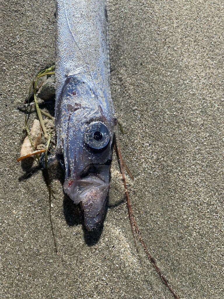 Benham's Streamerfish from Bruny Island, Adventure Bay, TAS, AU on ...