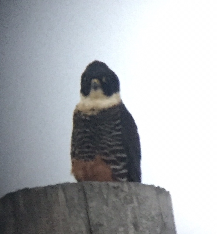 Bat Falcon from E Military Hwy, Alamo, TX, US on December 29, 2021 at ...