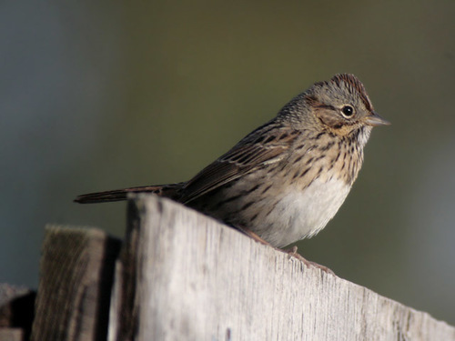 Lincoln's Sparrow (More Mesa Bird Guide) · BioDiversity4All