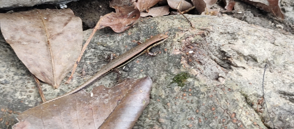 Spotted Forest Skink from Andaman and Nicobar Islands 744103, India on ...
