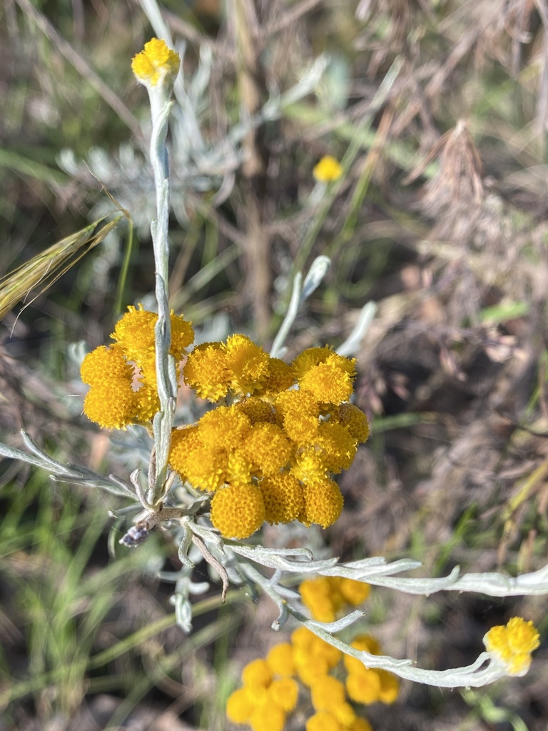 clustered everlasting from Black Mountain Nature Reserve, Canberra ...