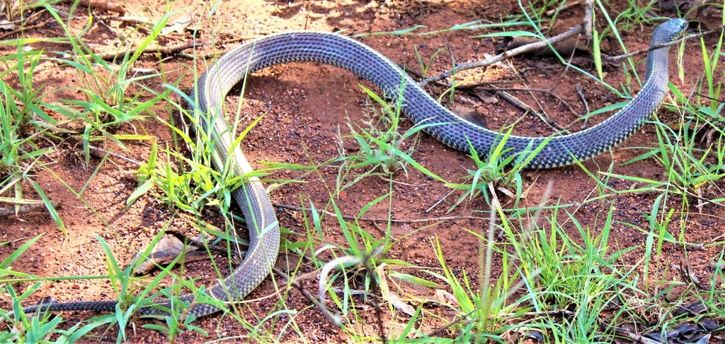 Cape File Snake from Phiring, South Africa on December 30, 2021 at 08: ...