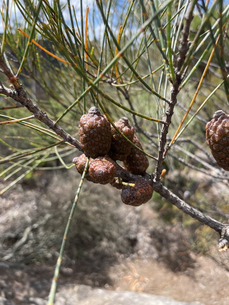 Scrub Sheoak from Medlow Bath, NSW, AU on December 30, 2021 at 03:38 PM ...
