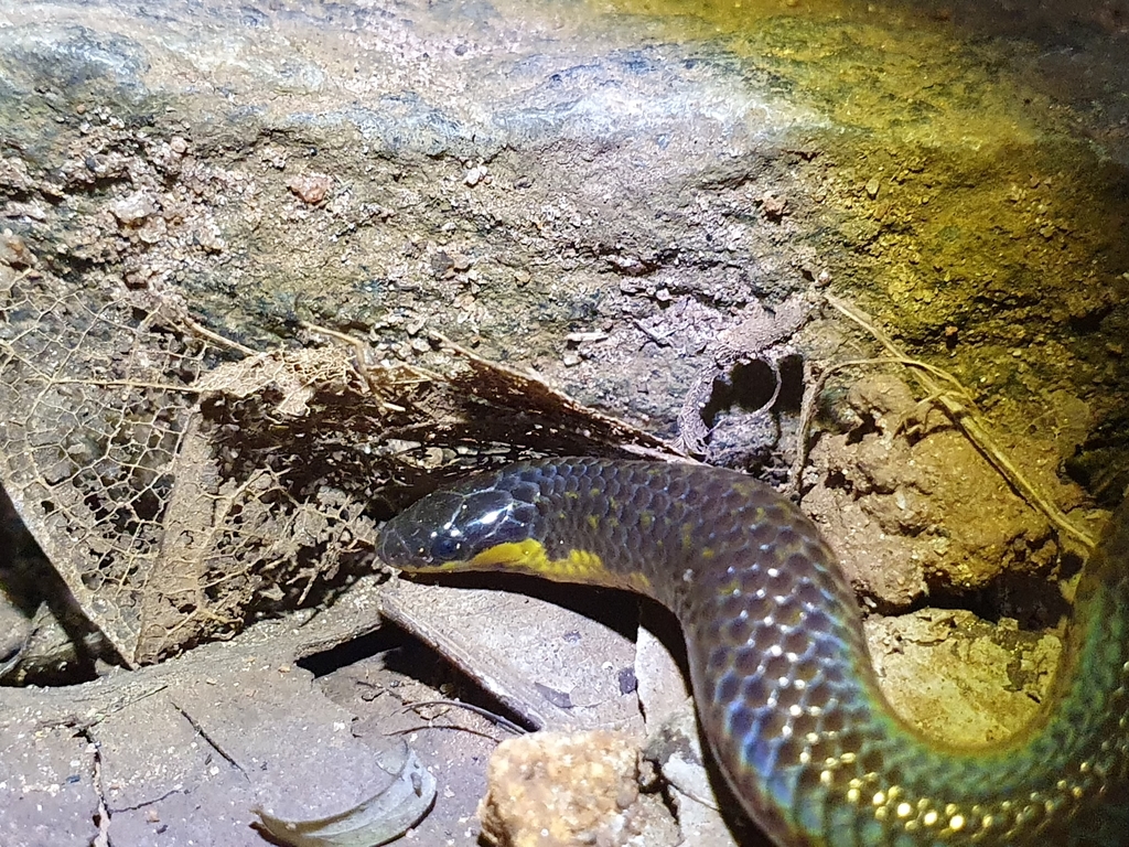 Elliot's Earth Snake from B.R.Hills on December 16, 2021 at 08:22 PM by ...