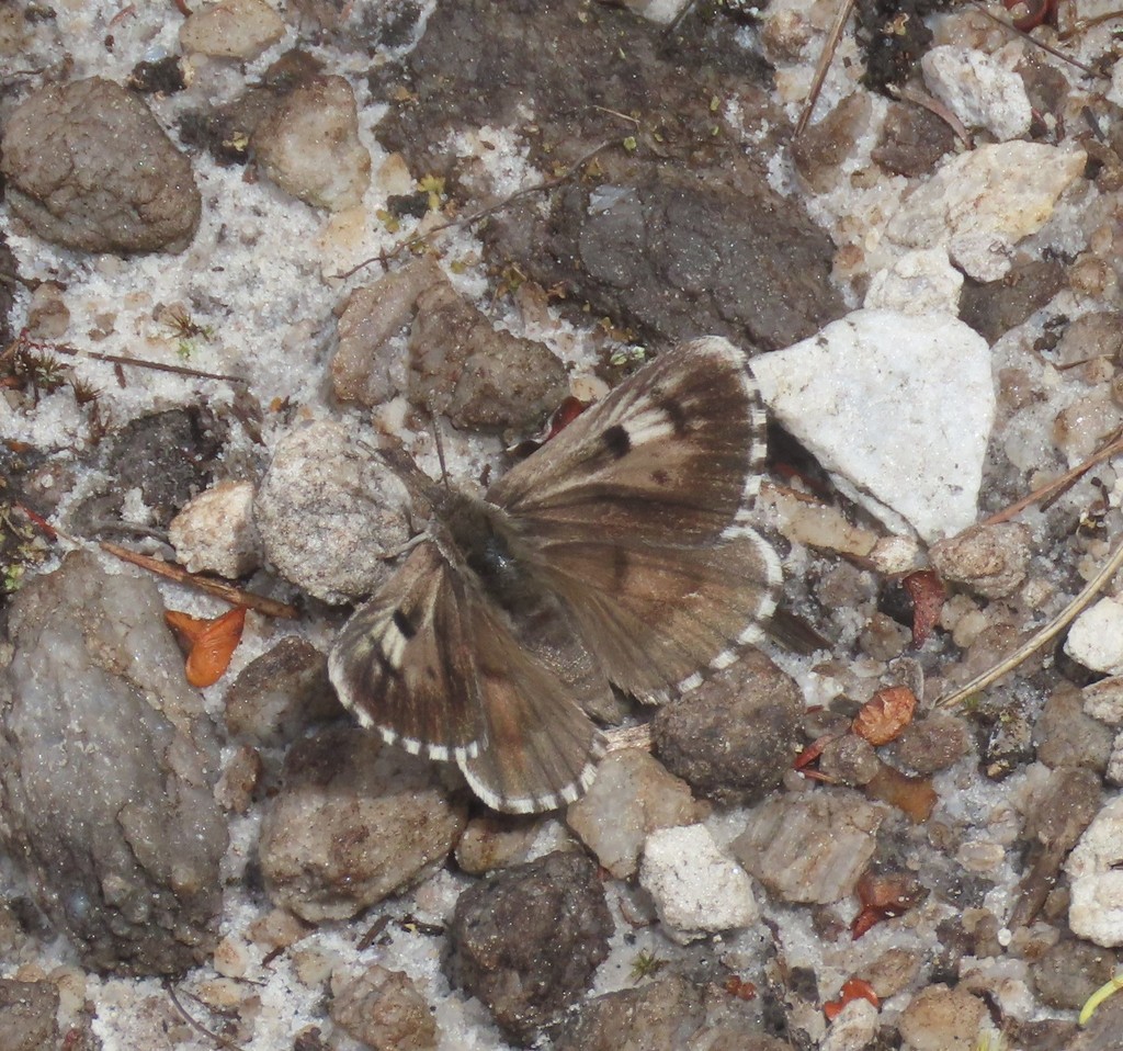 Overberg skolly from Overberg DC, South Africa on December 29, 2021 at ...