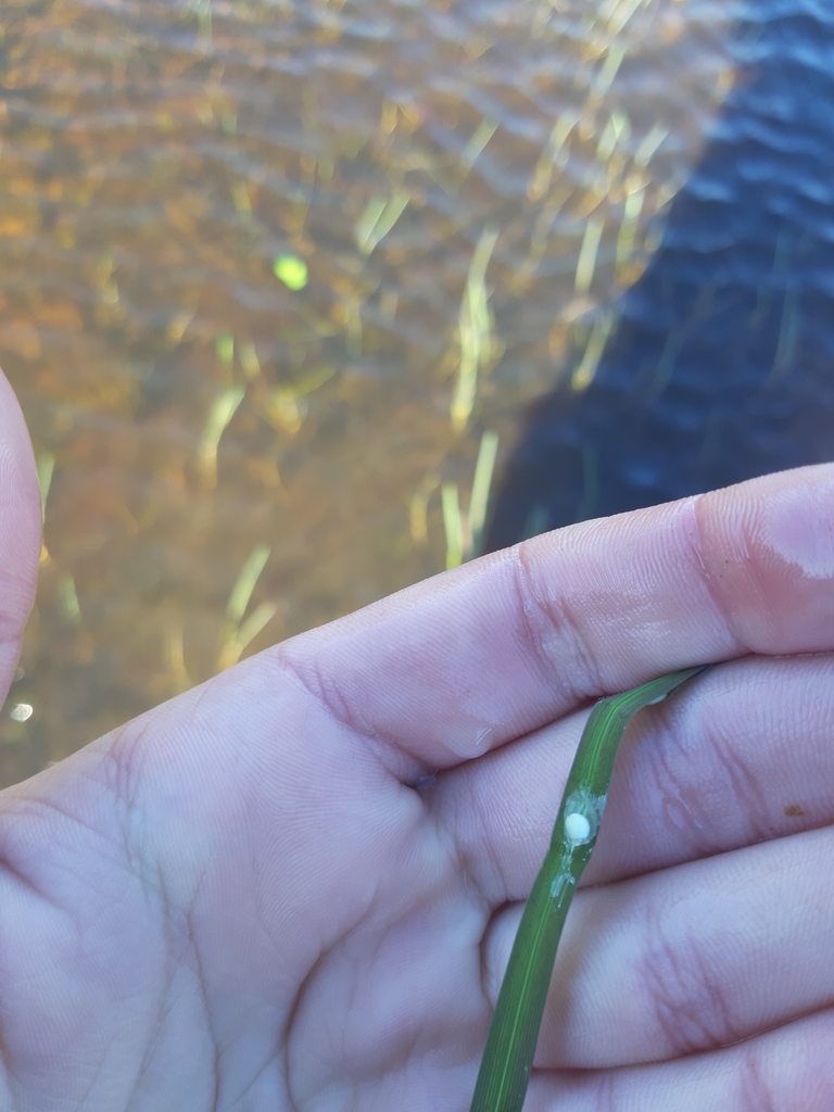 Pygmy Marbled Newt in December 2021 by Afonso. Ovo · iNaturalist
