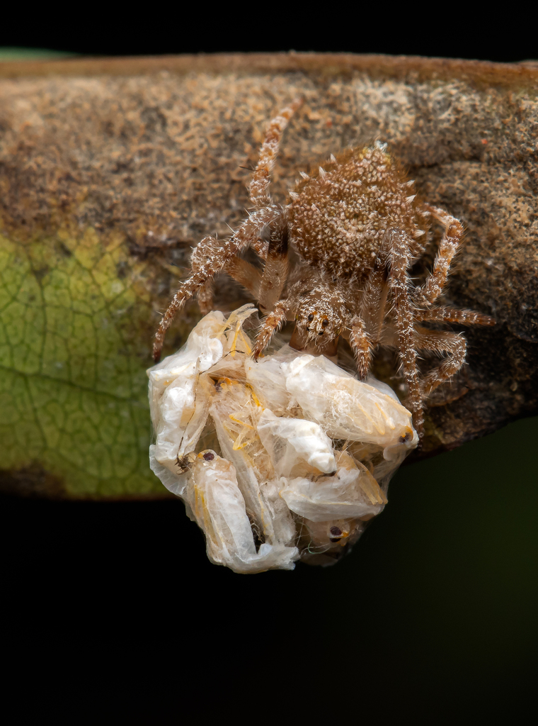 Laglaise's Garden Spider from Bangalore University campus Bengaluru ...