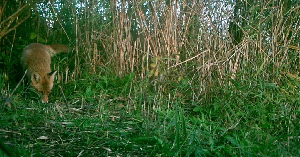 Red Fox from Vanatori, Romania on April 1, 2020 at 05:01 PM by Pătrașcu ...