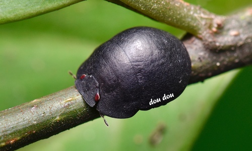 Calacta lugubris · iNaturalist