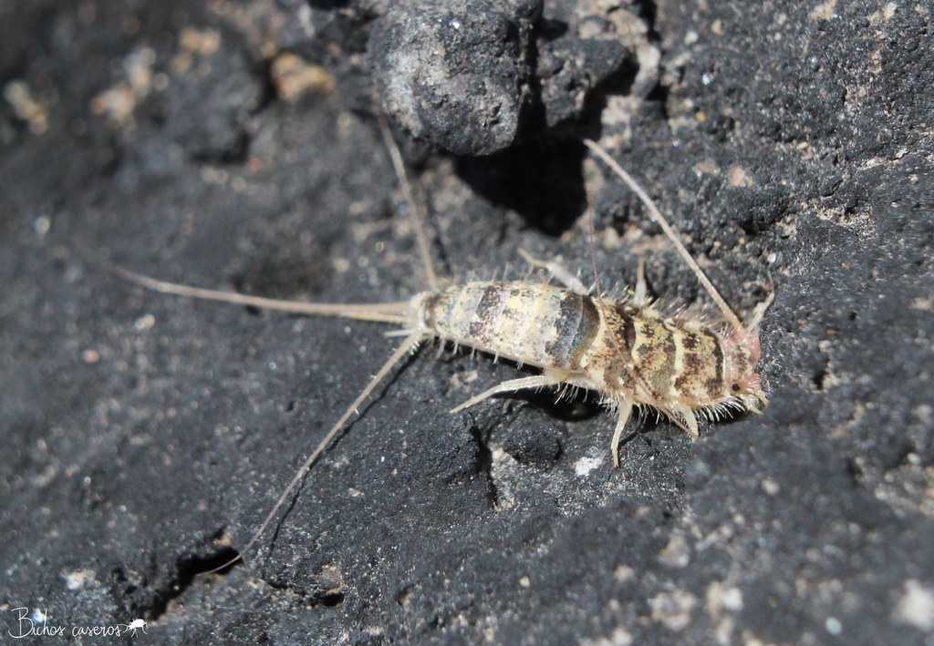 Firebrat from Iquique on December 25, 2021 at 02:37 PM by Missa Villena ...