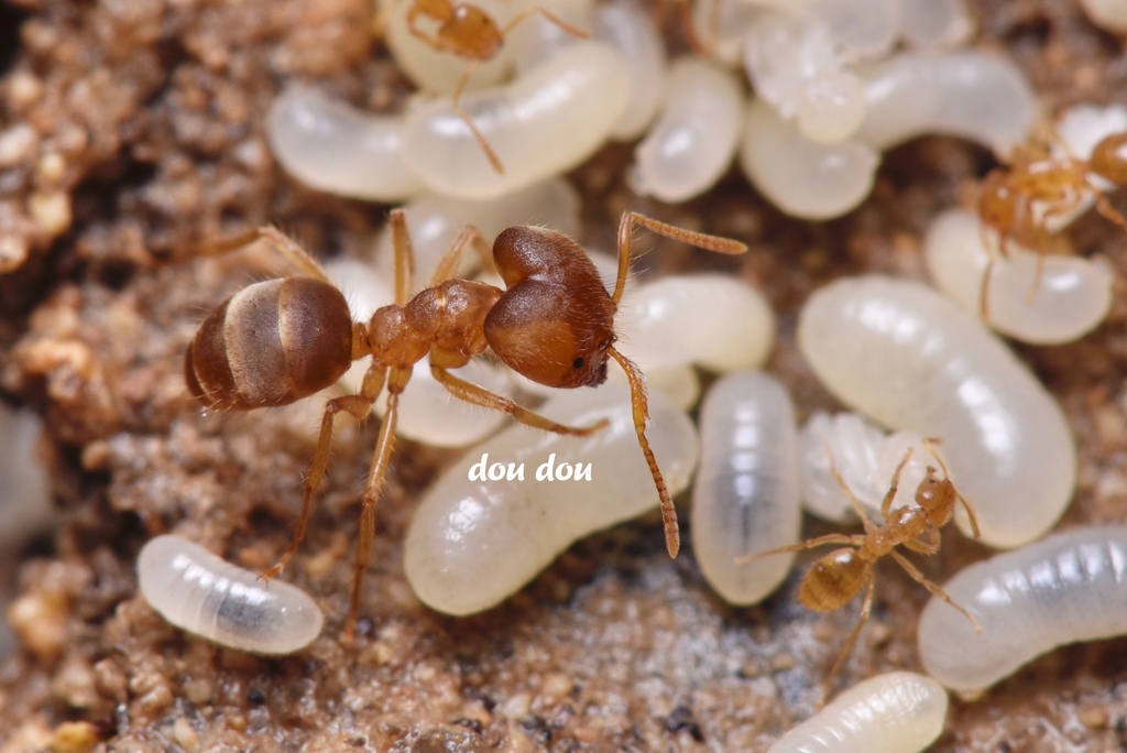 Pseudolasius from 中国福建省三明市仙人谷 on May 5, 2021 at 11:18 AM by 豆豆 ...