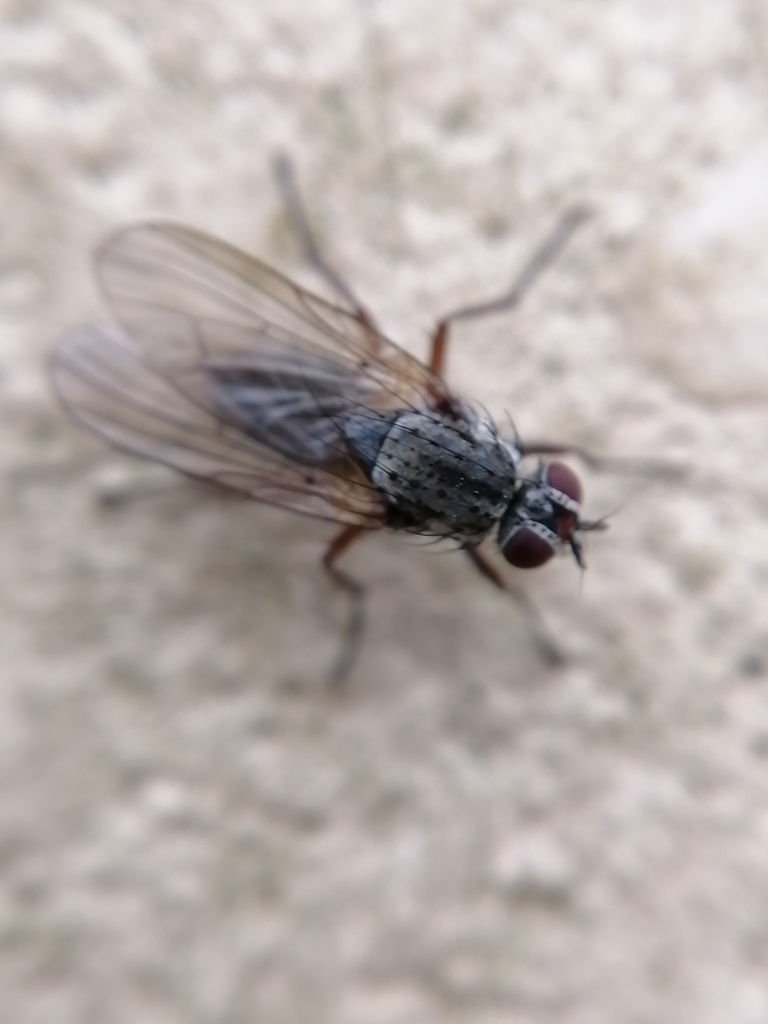 Root-maggot Flies from Søndersøskolen (Kirke Værløsevej), 3500 Værløse ...