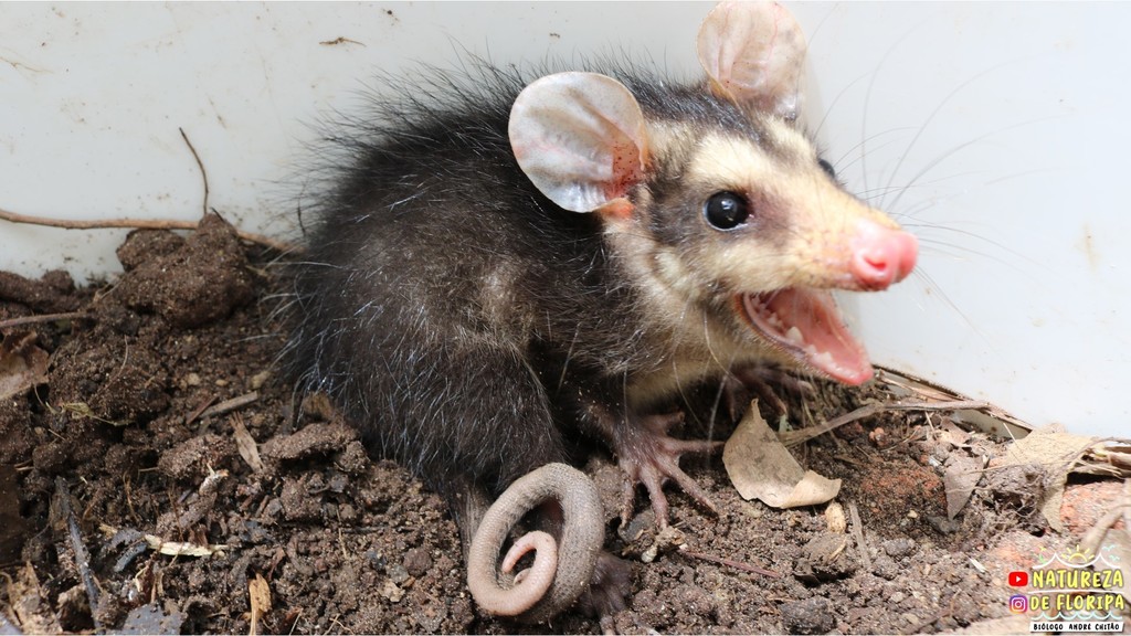Big-eared Opossum from Vargem Grande, Florianópolis - SC, Brasil on ...