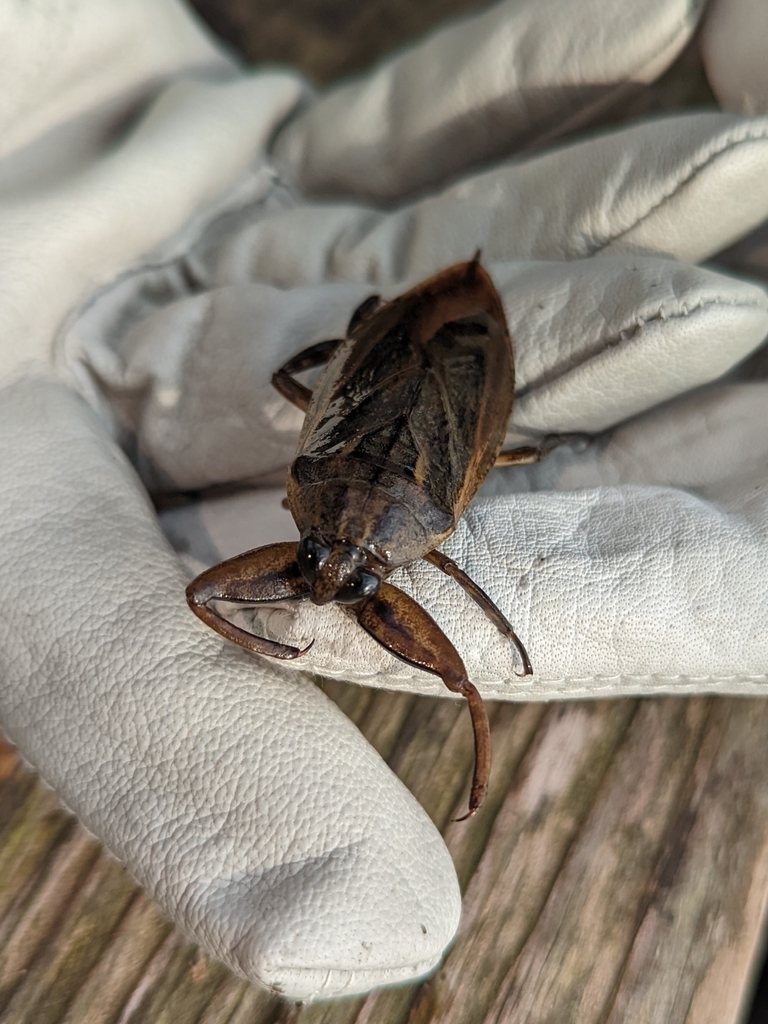 Uhler's Giant Water Bug in December 2021 by jeanetx · iNaturalist