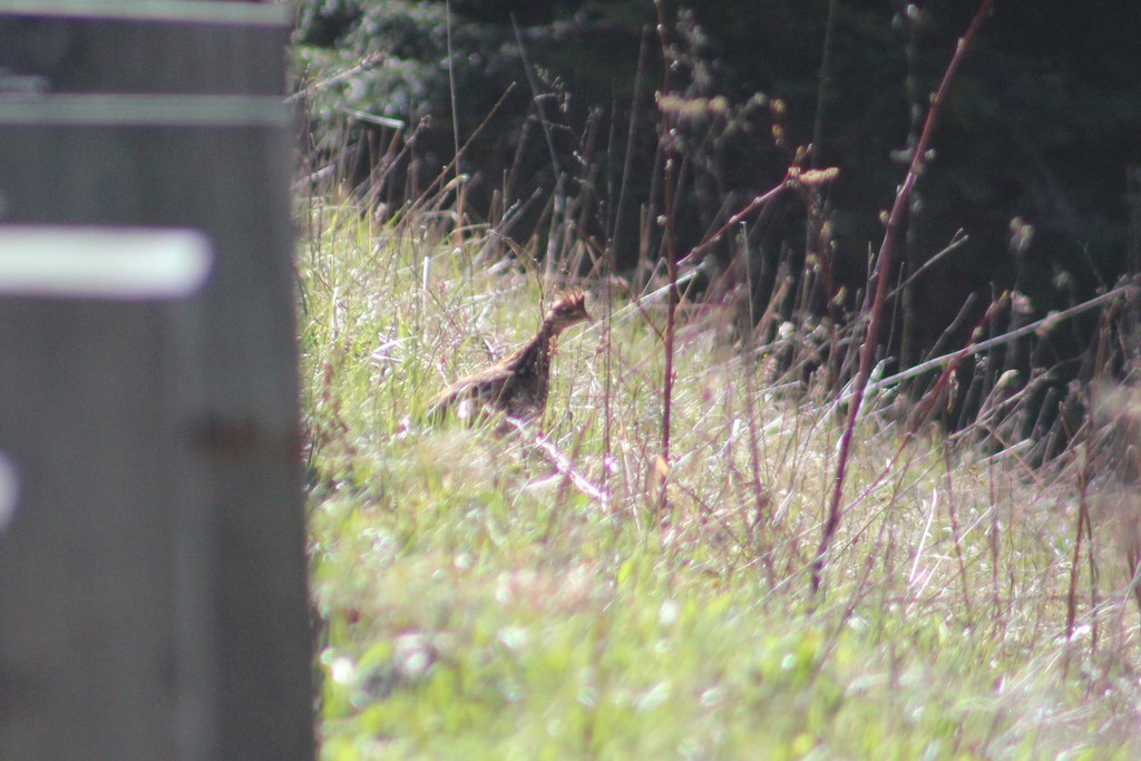 Ruffed Grouse from Buncombe County, NC, USA on April 29, 2018 at 09:54 ...