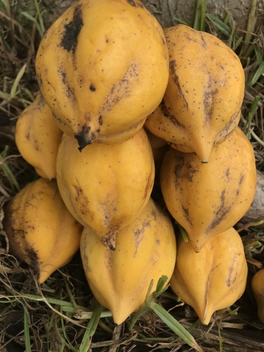 Papayuela (Plantas útiles del bosque alto andino Colombiano (Vereda ...
