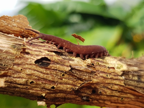 Peripatus dominicae · iNaturalist